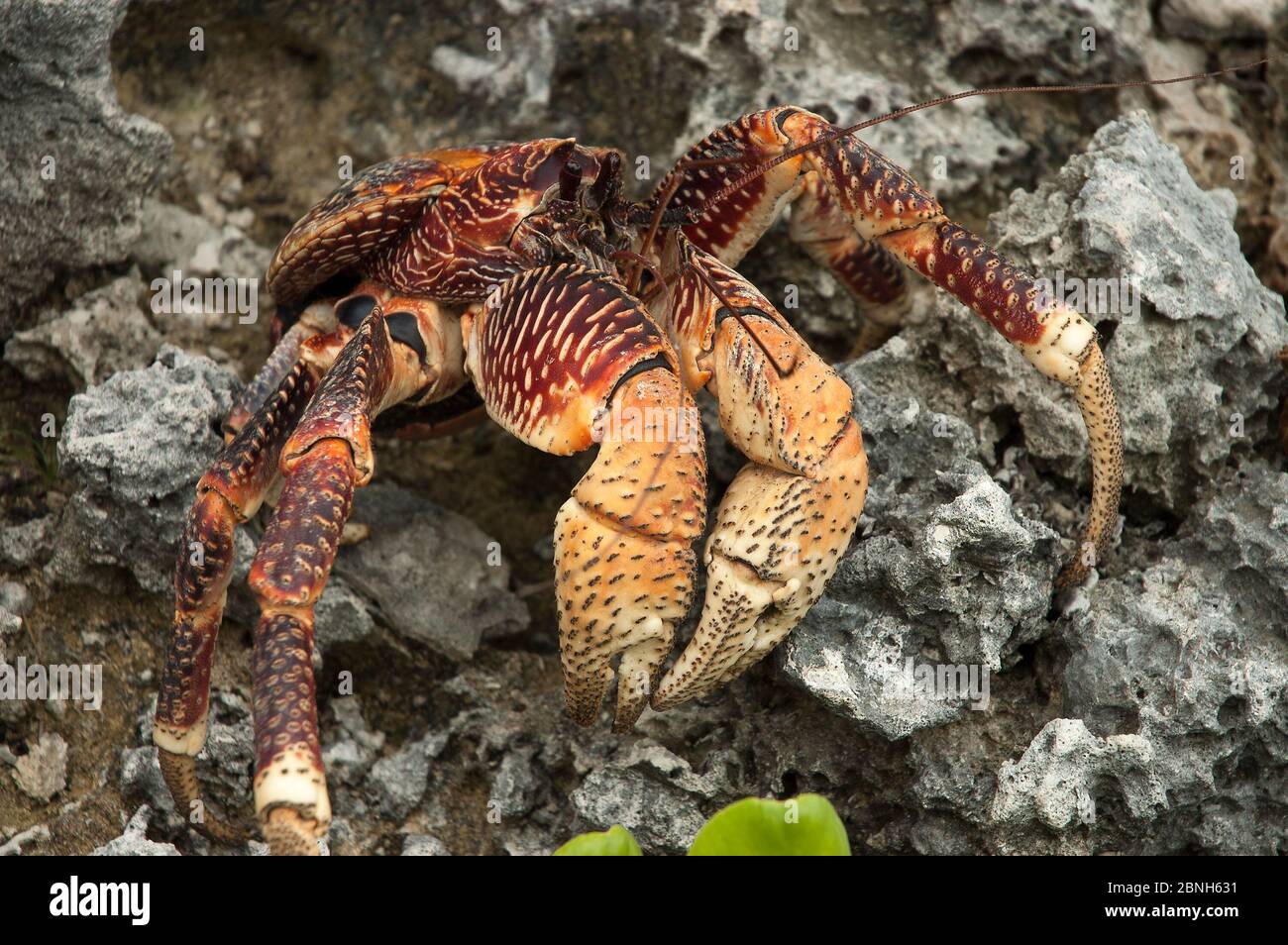 Coconut crab birgus latro hi-res stock photography and images - Alamy