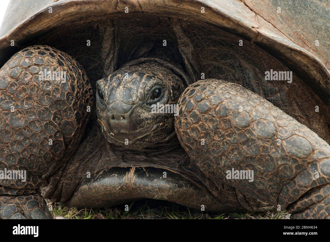 Aldabra Giant Tortoise (Aldabrachelys gigantea) close up of retracted ...