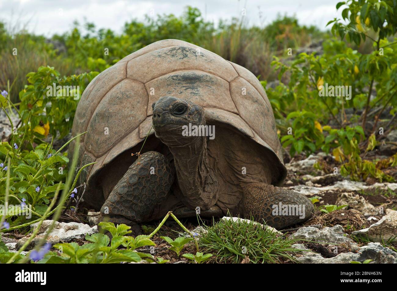 Aldabra Giant Tortoise (Aldabrachelys gigantea) on Grand Terre, Natural ...