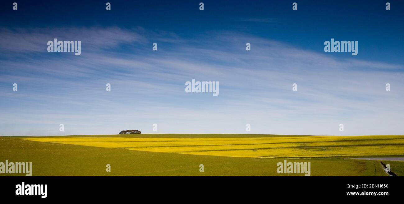 Overberg south africa canola hi-res stock photography and images - Alamy