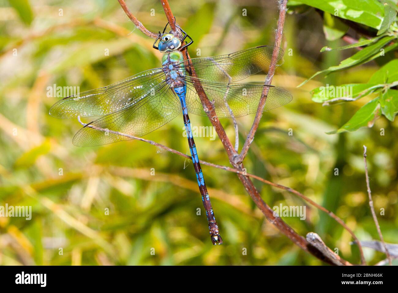 Walsinghami hi-res stock photography and images - Alamy