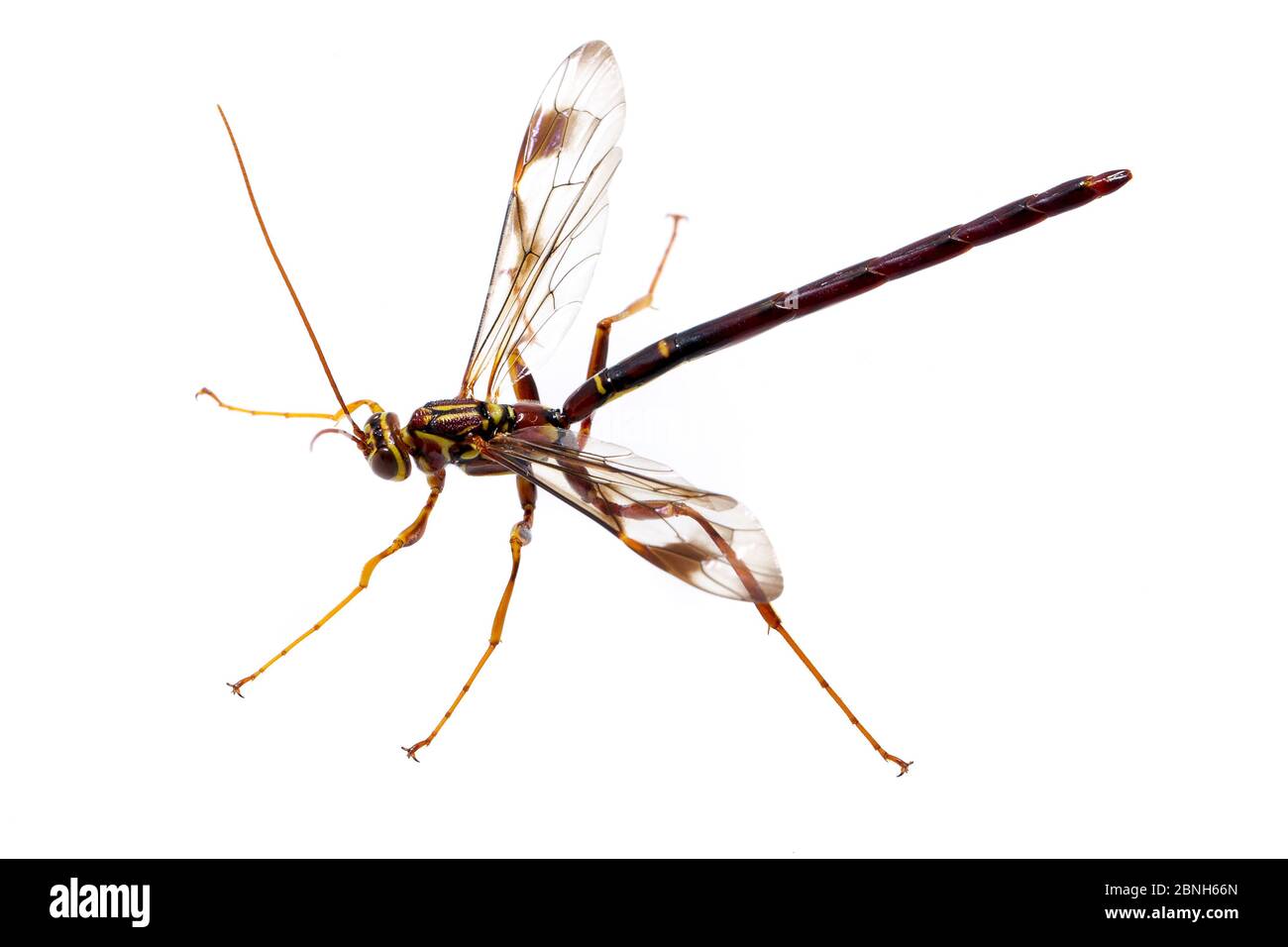 Ichneumon wasp (Megarhyssa macrurus) male, Texas, USA, March Stock ...