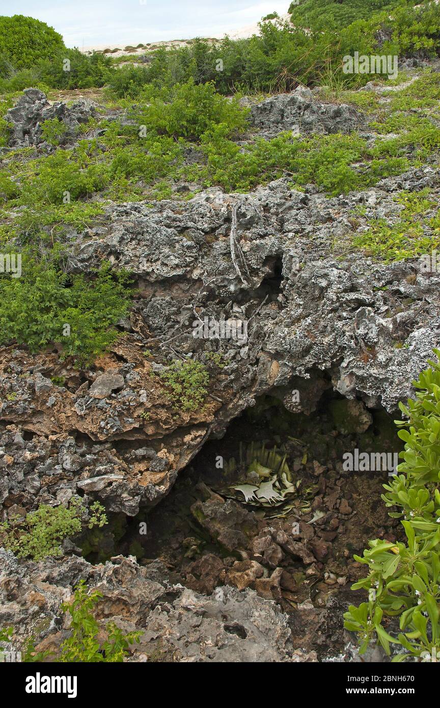 Death of coral reefs hi-res stock photography and images - Alamy