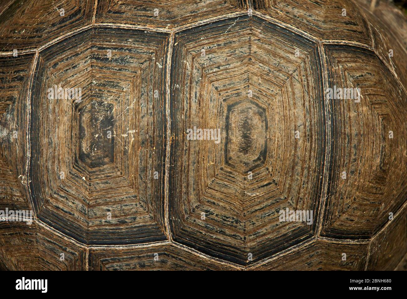 Aldabra Giant Tortoise (Aldabrachelys gigantea) carapace / shell detail ...