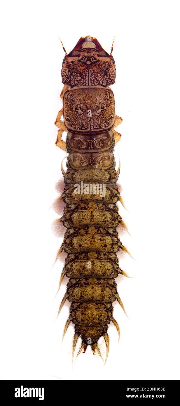 Corydalus cornutus hi-res stock photography and images - Alamy