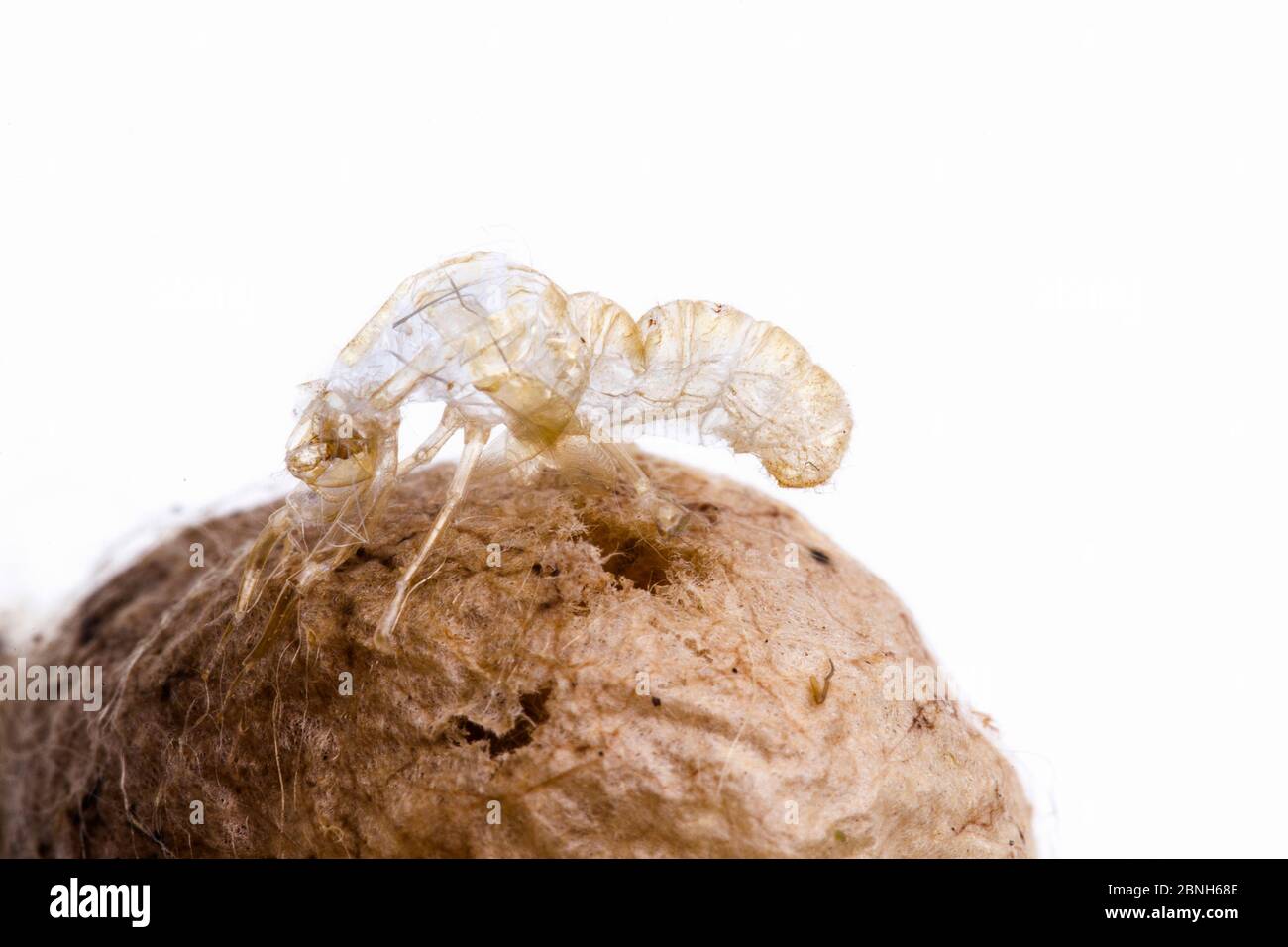 Green Mantisfly (Zeugomantispa minuta) exuviae on spider egg case ...