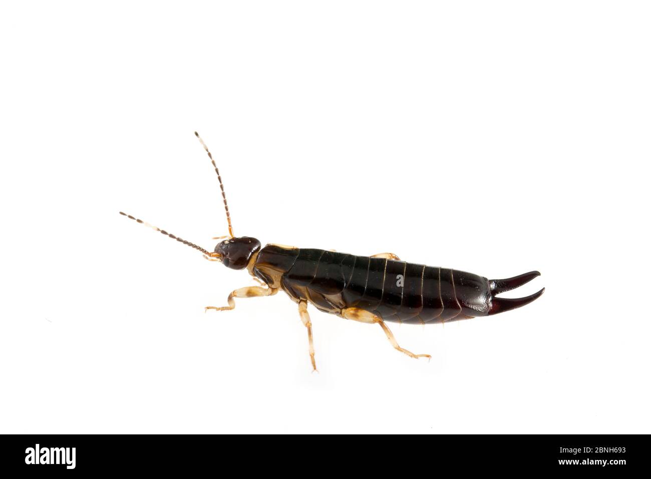 Ring legged earwig hi-res stock photography and images - Alamy