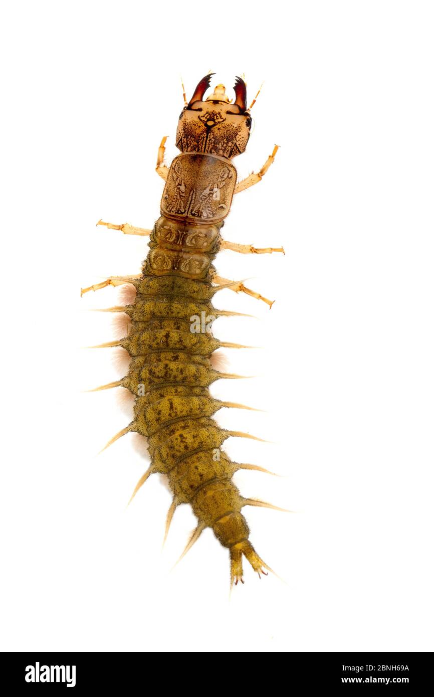 Dobsonfly Larvae