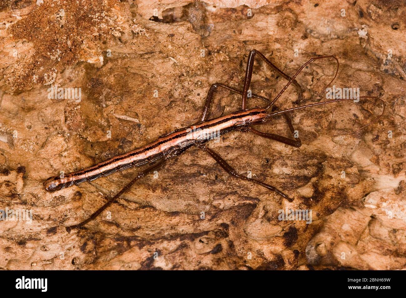 Two striped walkingstick hi-res stock photography and images - Alamy