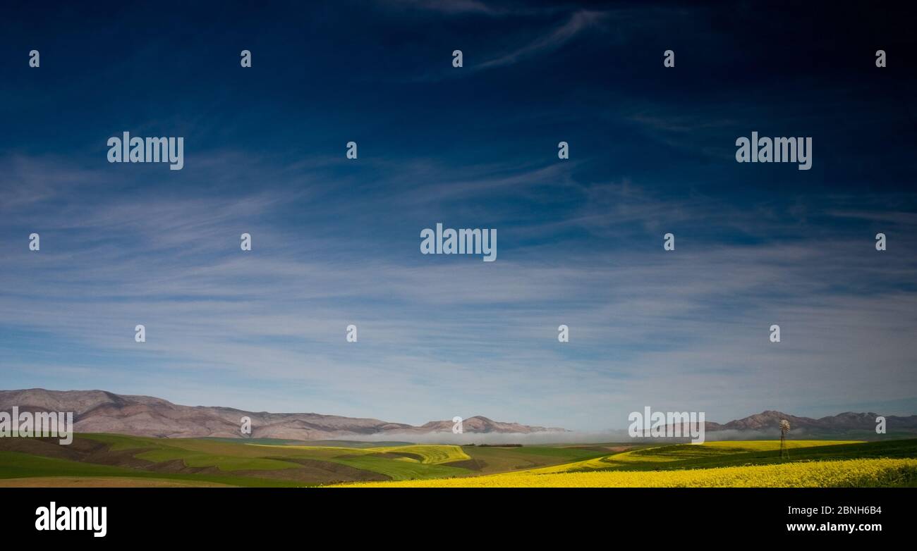 canola farmland landscape, Overberg, Swartland, South Africa Stock ...