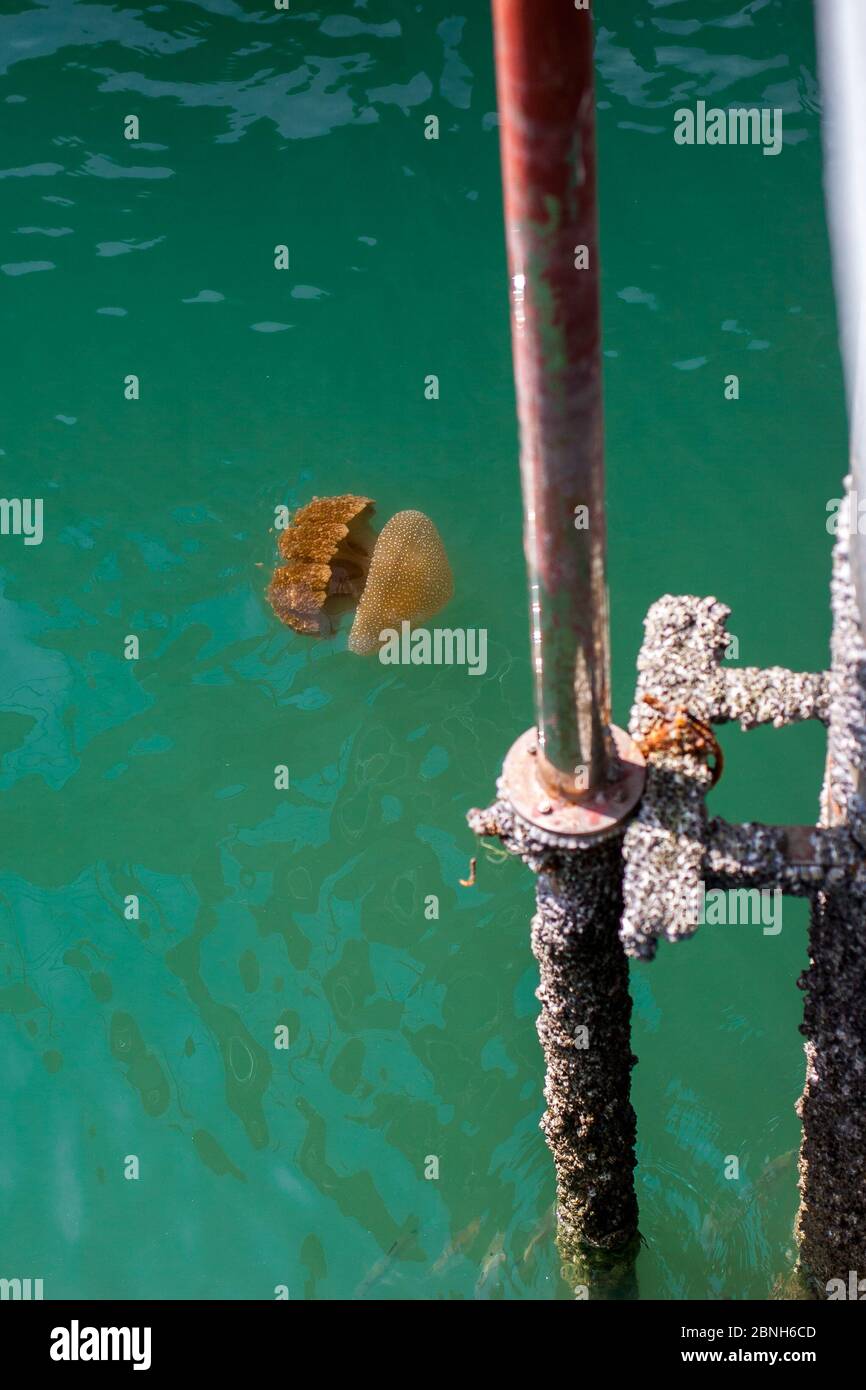 Poisonous jellyfish in water column hi-res stock photography and images ...