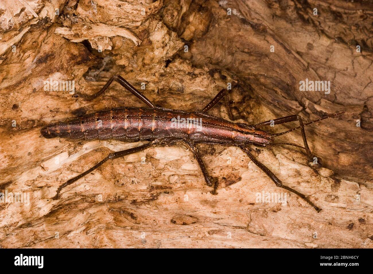 Southern two-striped walkingstick (Anisomorpha buprestoides) female ...