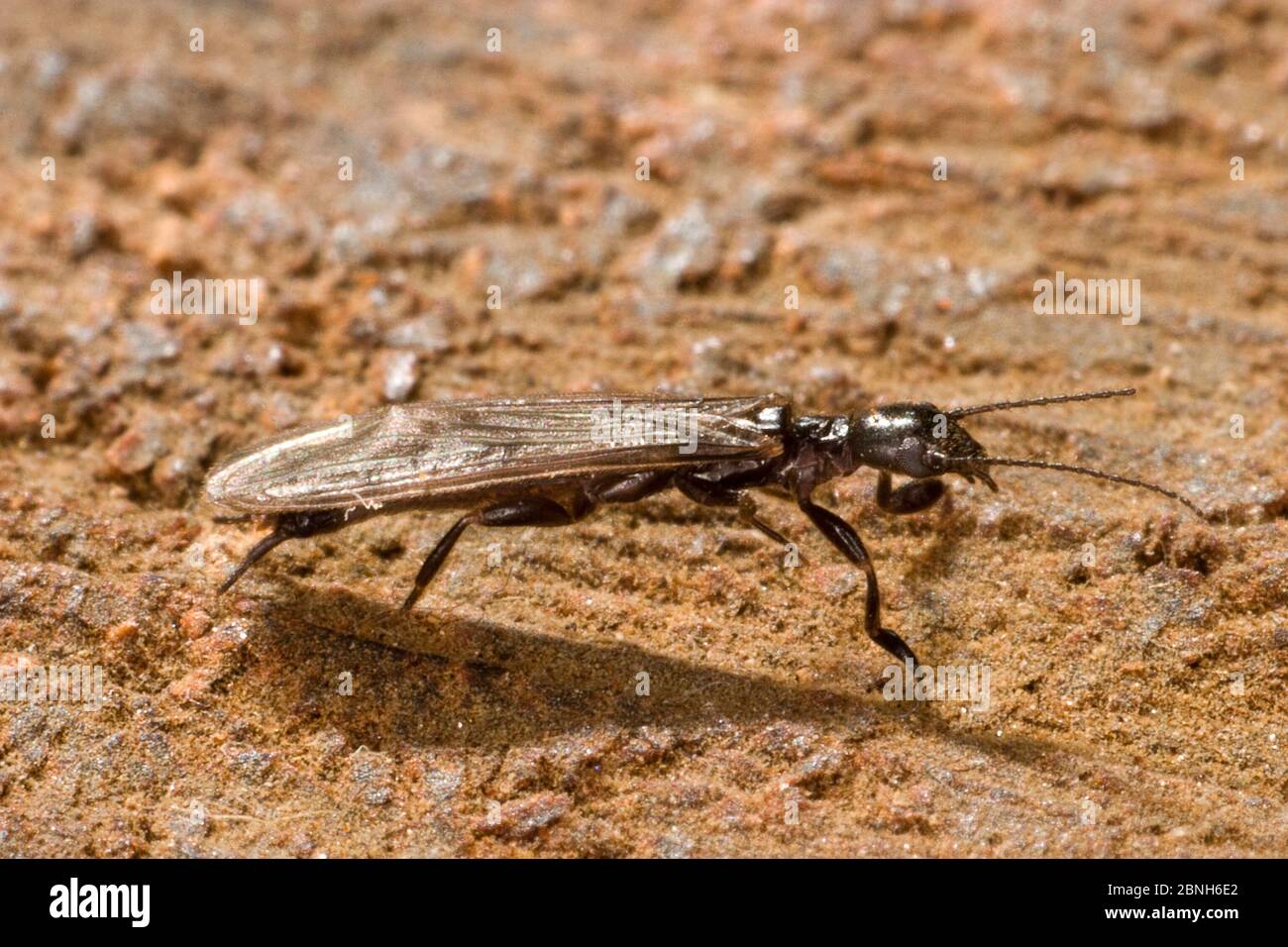 Black webspinner (Oligotoma nigra) Texas, USA, November Stock Photo - Alamy