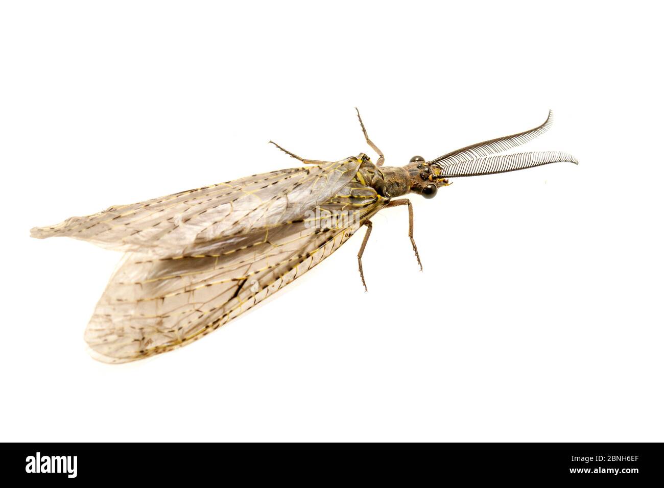 Spring fishfly (Chauliodes rastricornis) male, Texas, USA, March Stock ...