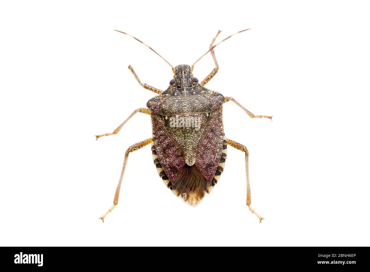 Brown marmorated stink bug (Halyomorpha halys) Kentucky, USA, June ...