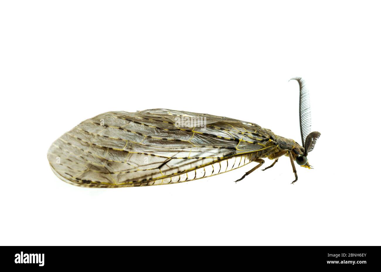Chauliodes rastricornis hi-res stock photography and images - Alamy