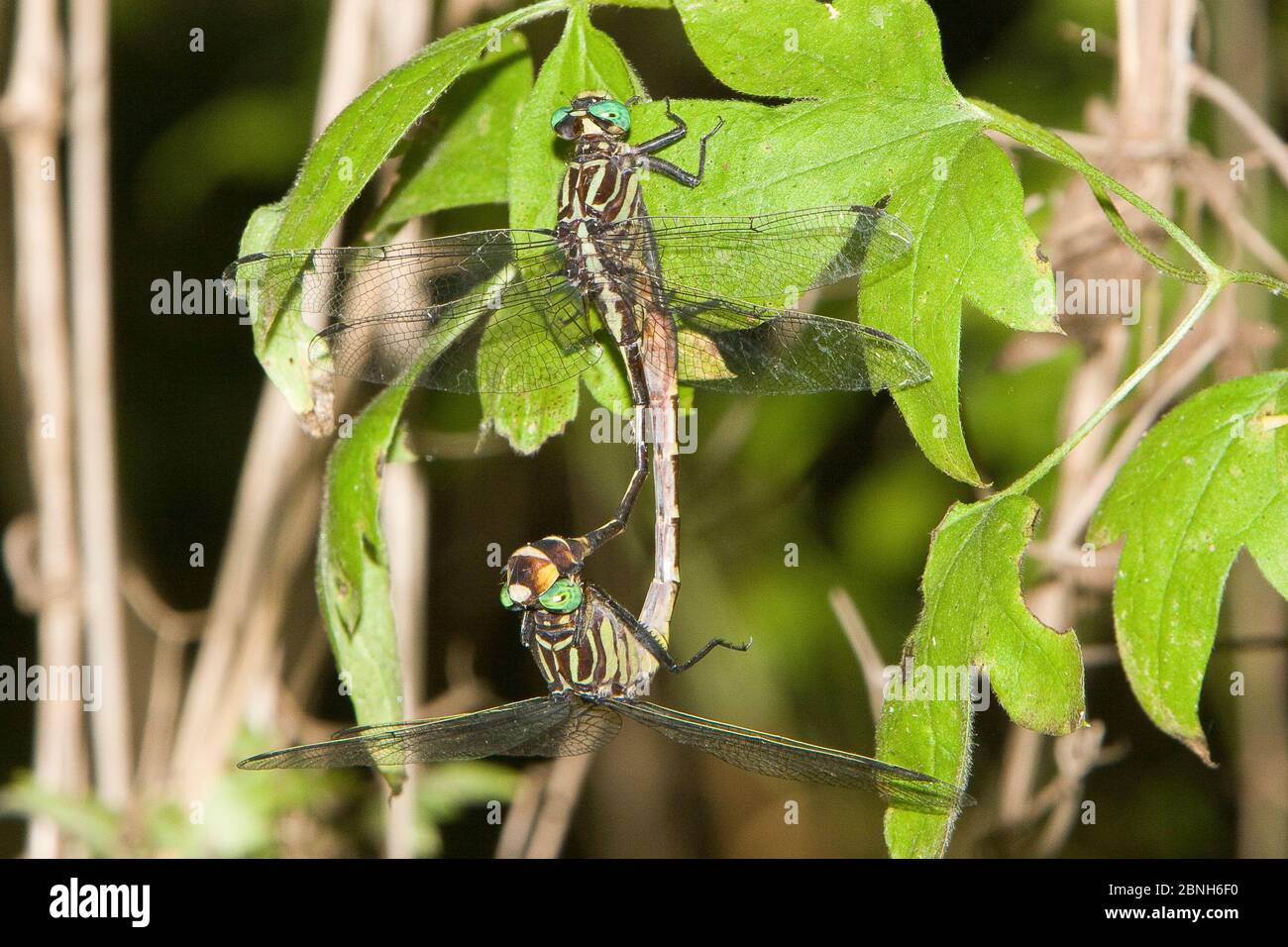 Cobra clubtail dragonfly (Gomphus vastus) female, Texas, USA, July ...