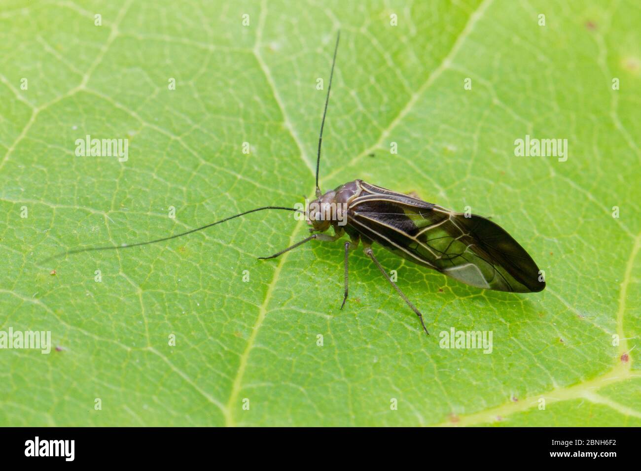Psocoptera hi-res stock photography and images - Alamy