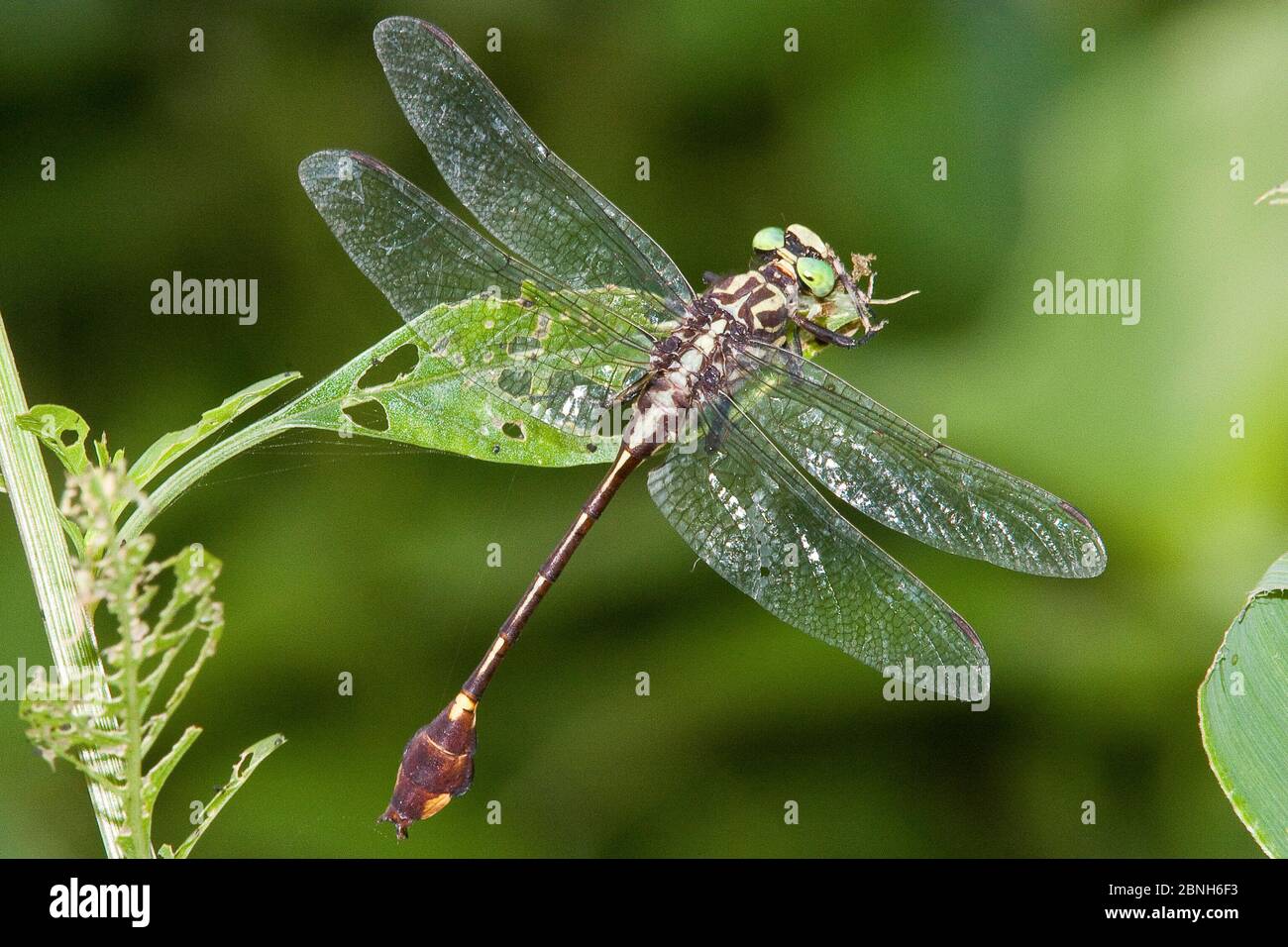 Cobra clubtail dragonfly (Gomphus vastus) male, Palmetto State Park ...