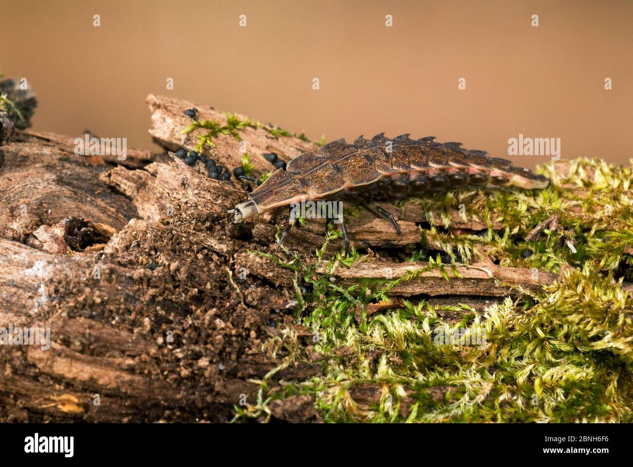 Firefly larva hi-res stock photography and images - Alamy