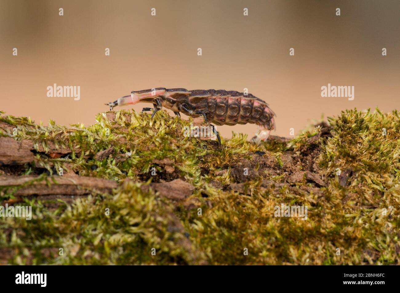 Firefly Larva High Resolution Stock Photography and Images - Alamy