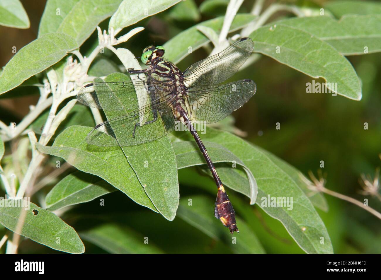 Cobra clubtail dragonfly (Gomphus vastus) male, Texas, USA, July Stock ...