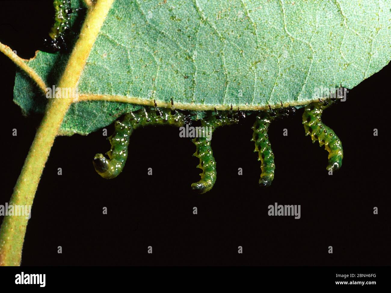 Birch sawfly hi-res stock photography and images - Alamy