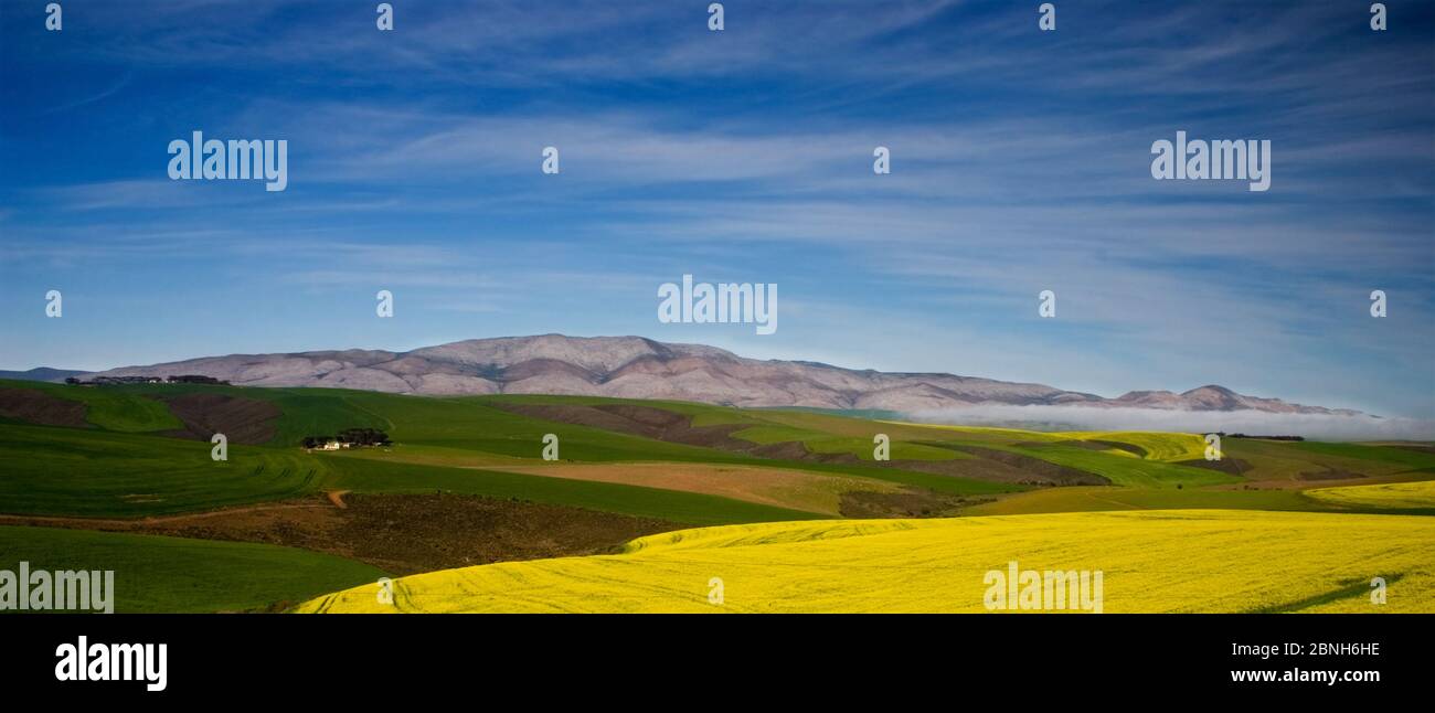 canola farmland landscape, Overberg, Swartland, South Africa Stock ...
