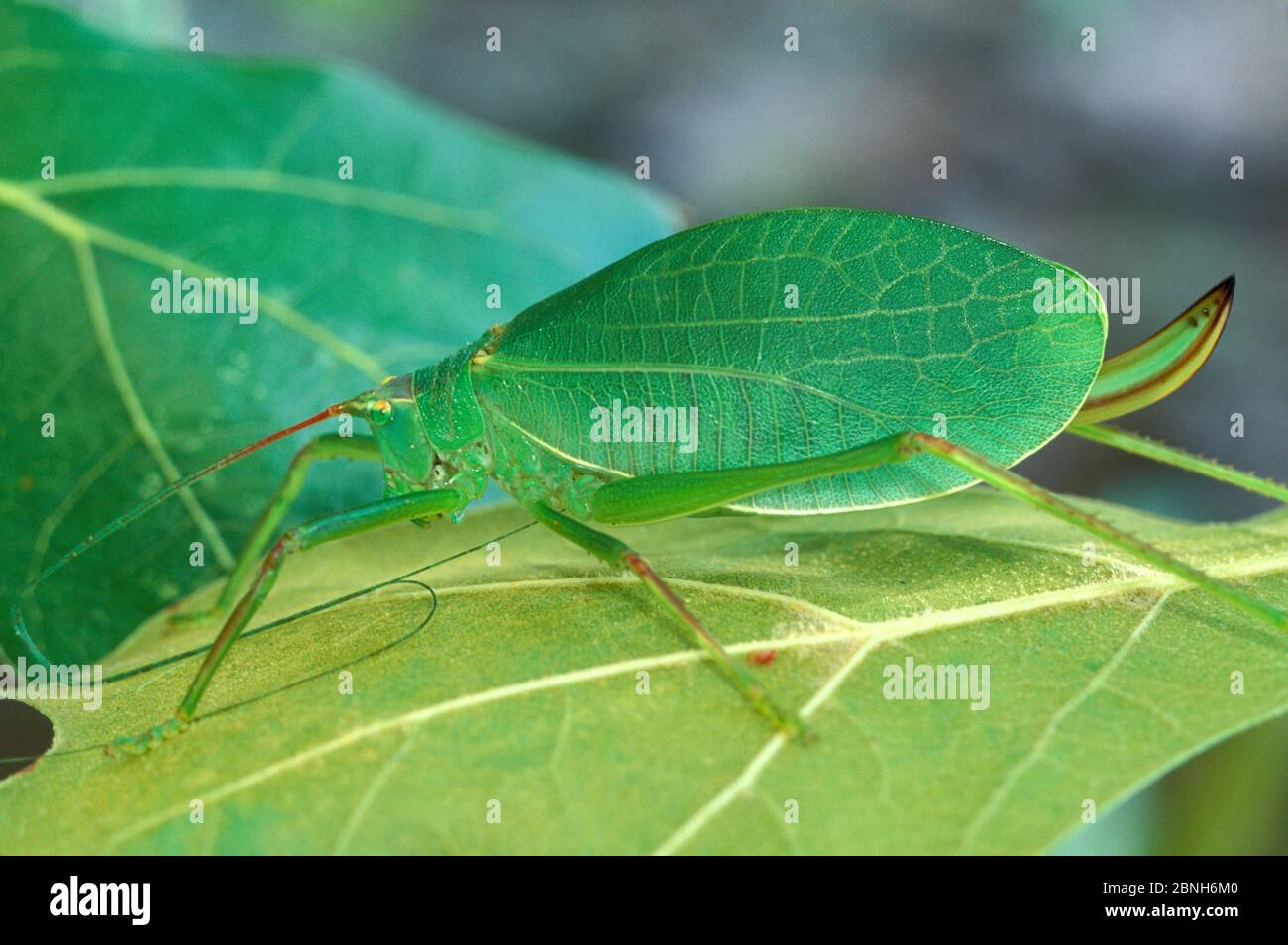 Common true katydid (Pterophylla camellifolia) on leaf, New Jersey, USA ...