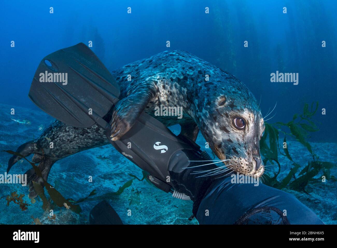 Flipper los angeles hi-res stock photography and images - Alamy