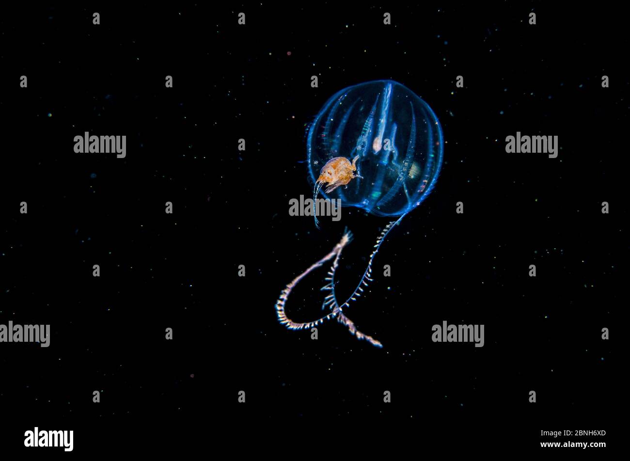 Sea gooseberry hi-res stock photography and images - Alamy