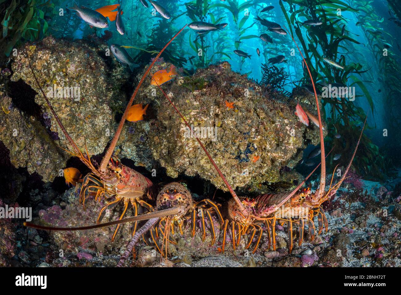 Four California spiny lobsters (Panulirus interruptus) shelter beneath ...