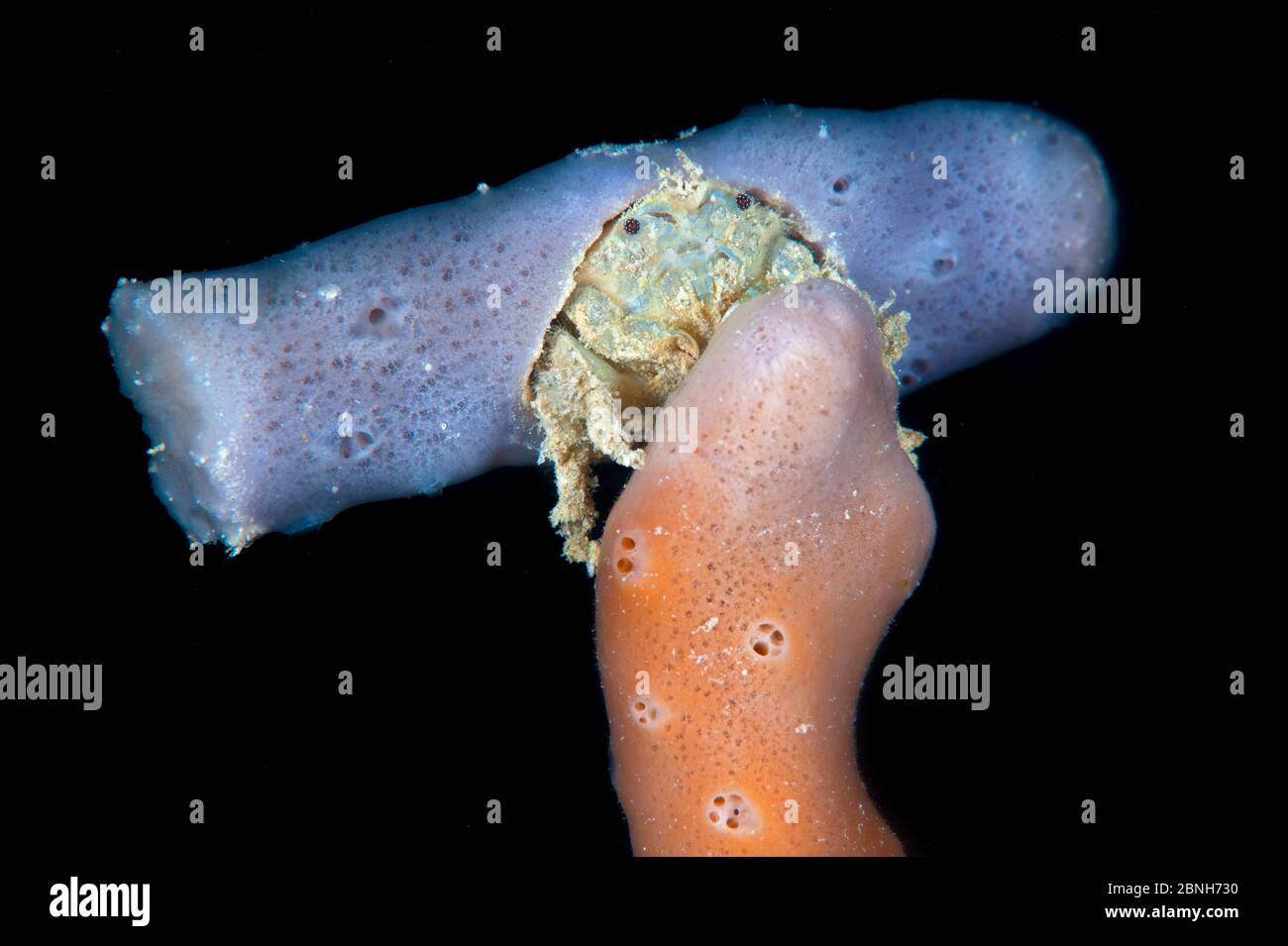 Sponge Crab High Resolution Stock Photography and Images - Alamy