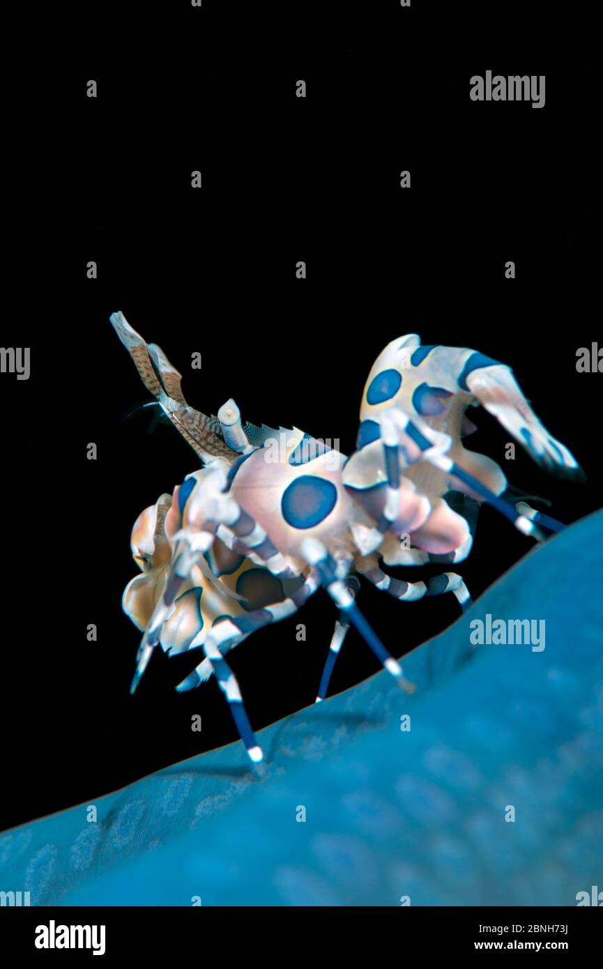 Harlequin shrimp (Hymenocera elegans) on a blue sea star. This species ...