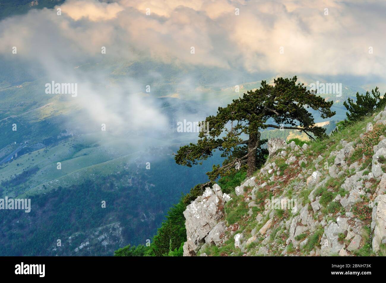 European black pine tree hi-res stock photography and images - Alamy