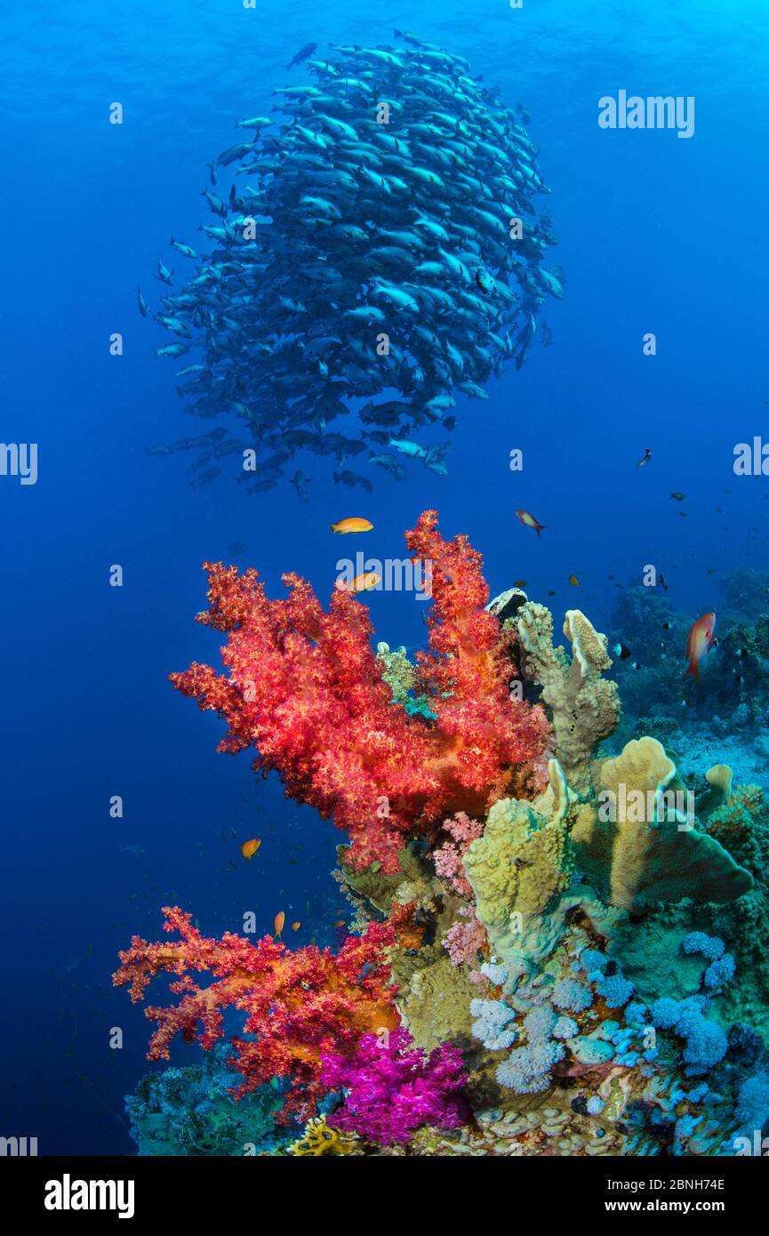 Lutjanus bohar spawn hi-res stock photography and images - Alamy