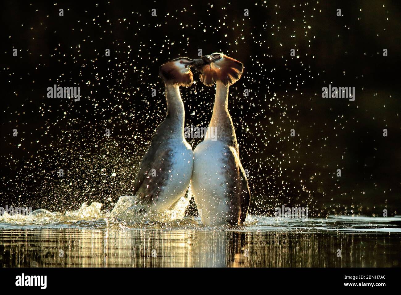Weed dance hi-res stock photography and images - Alamy