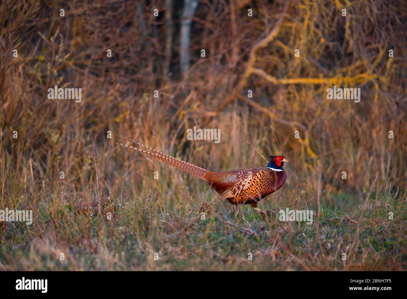 Common Pheasant (Phasianus colchicus) male displaying, Baie de Somme ...
