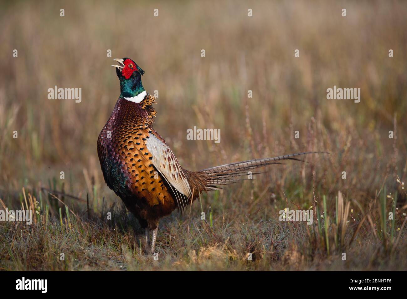 Common Pheasant (Phasianus colchicus) male displaying, Baie de Somme ...