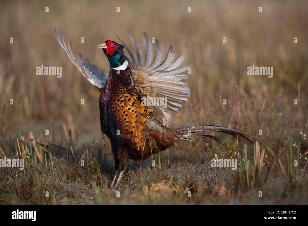 Common Pheasant (Phasianus colchicus) male displaying, Baie de Somme ...