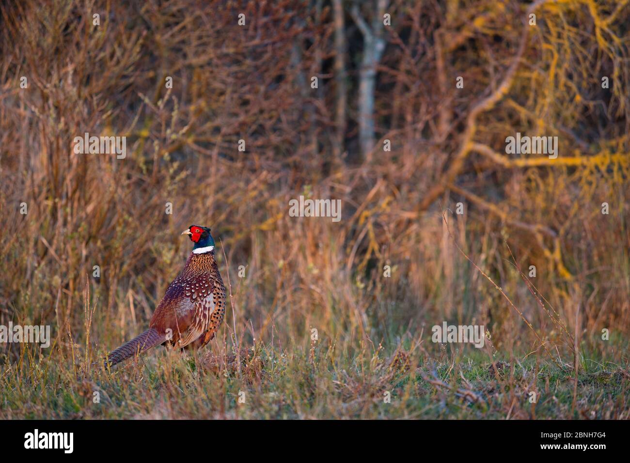 Common Pheasant (Phasianus colchicus) male displaying, Baie de Somme ...