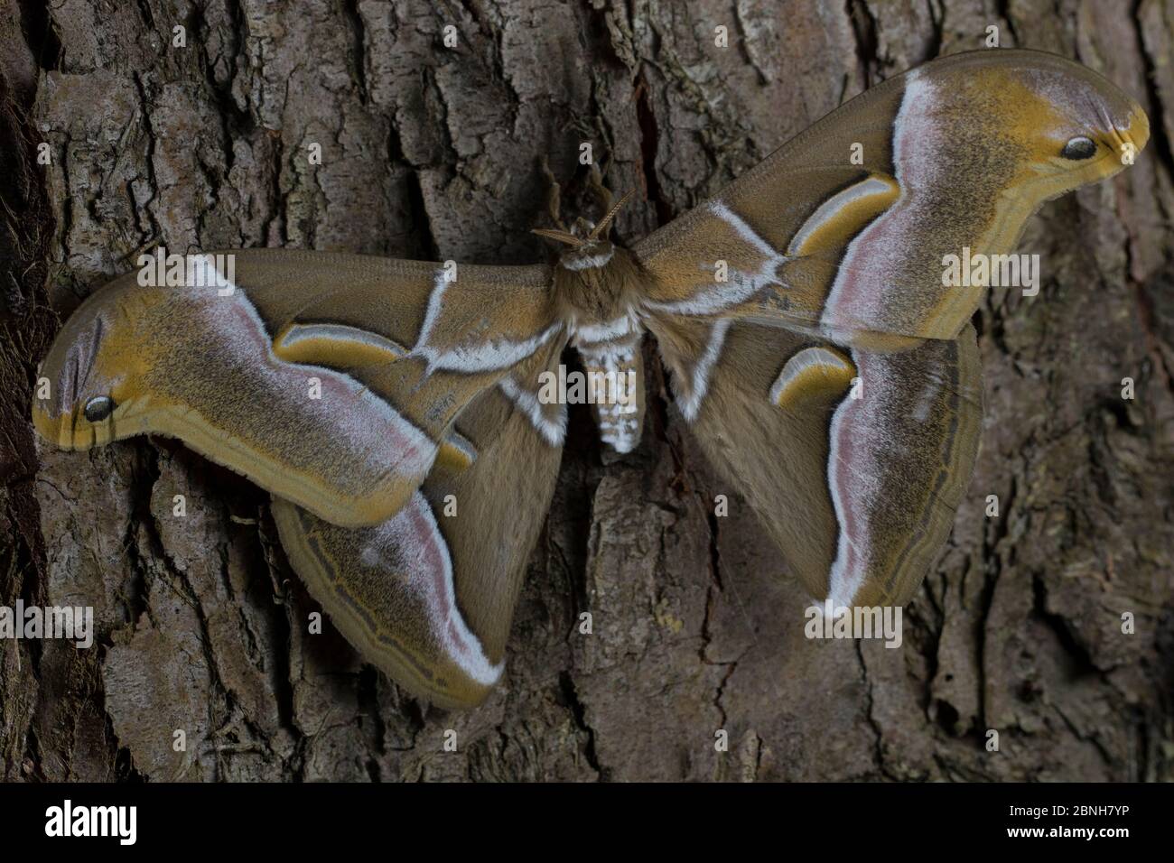 Ailanthus silkmoth (Samia cynthia) an introduced species, taken against ...