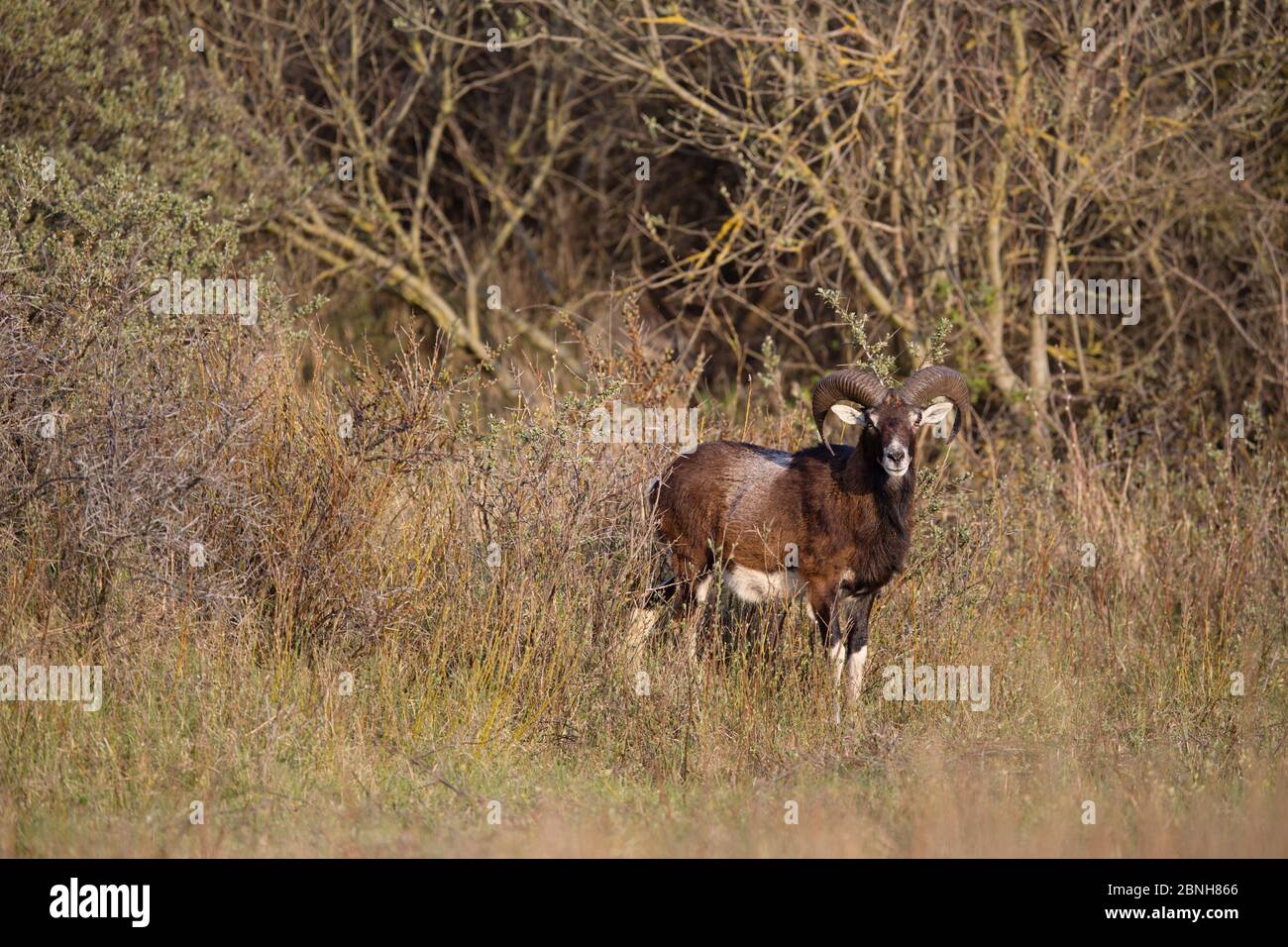 European mouflon (Ovis gmelini musimon) an introduced species in Baie ...