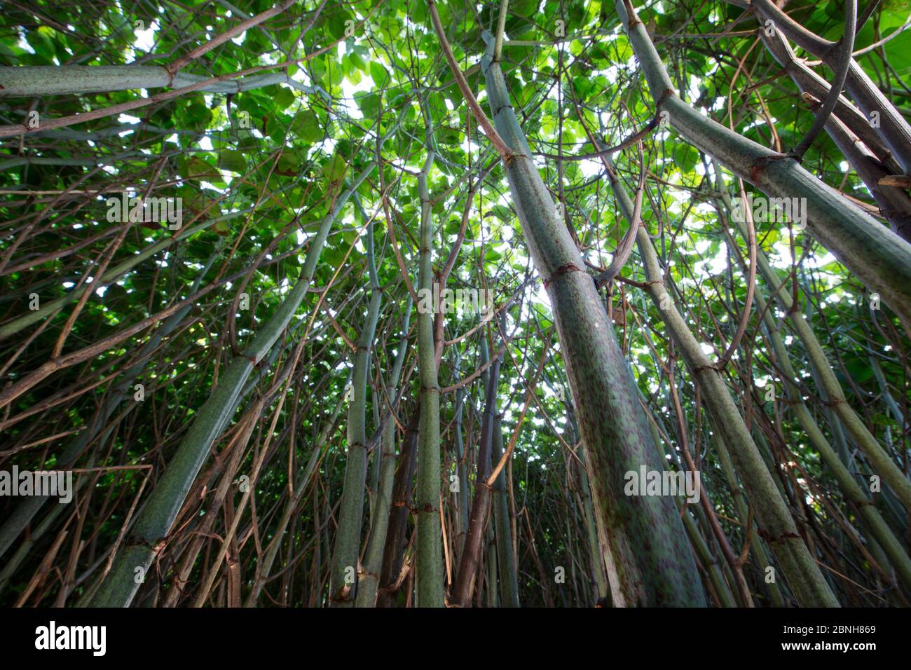 Japanese Knotweed (Fallopia japonica or Polygonum cuspidatum) looking ...