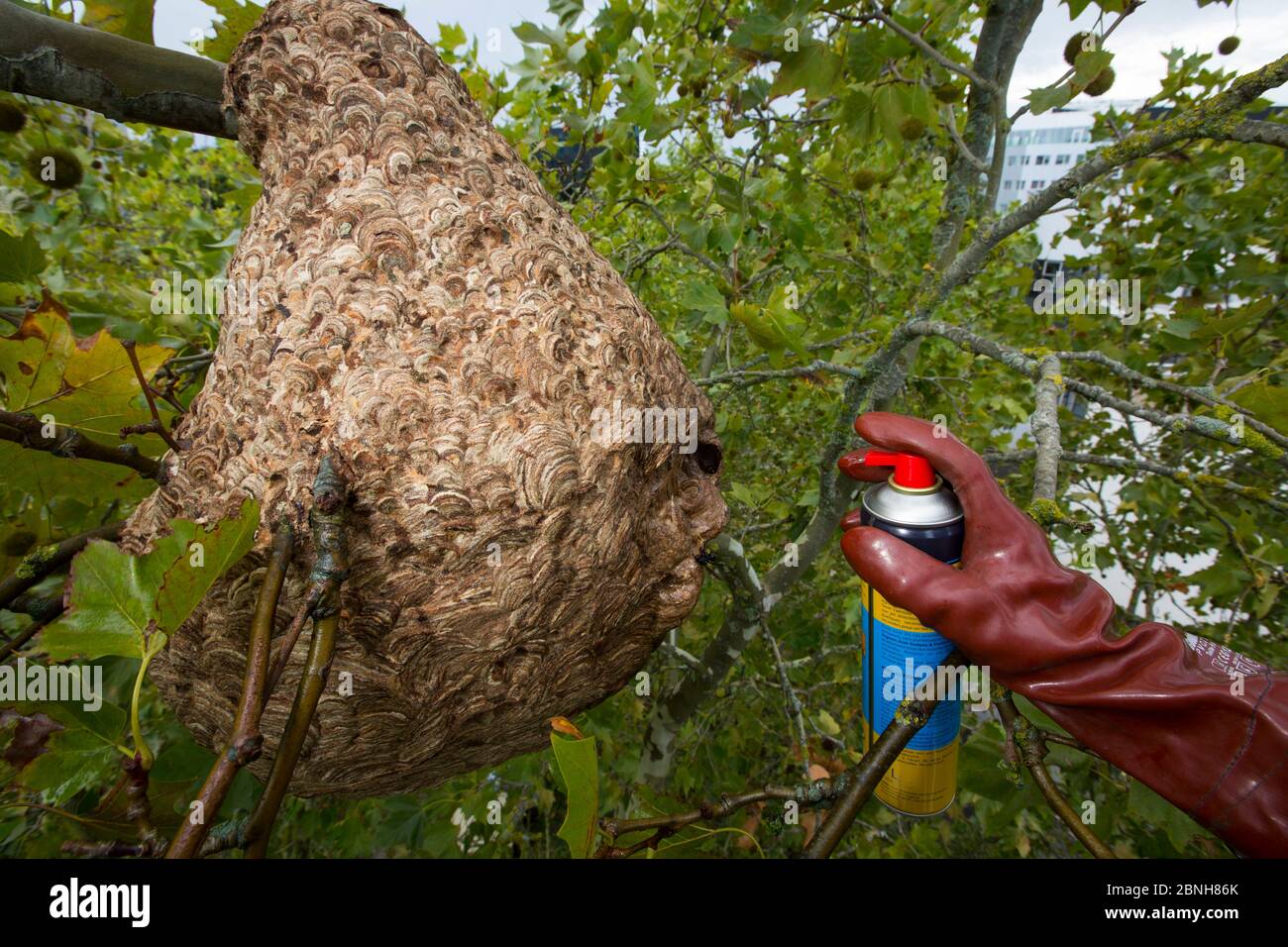 Asian predatory wasp (Vespa velutina nigrithorax) people destroying and ...