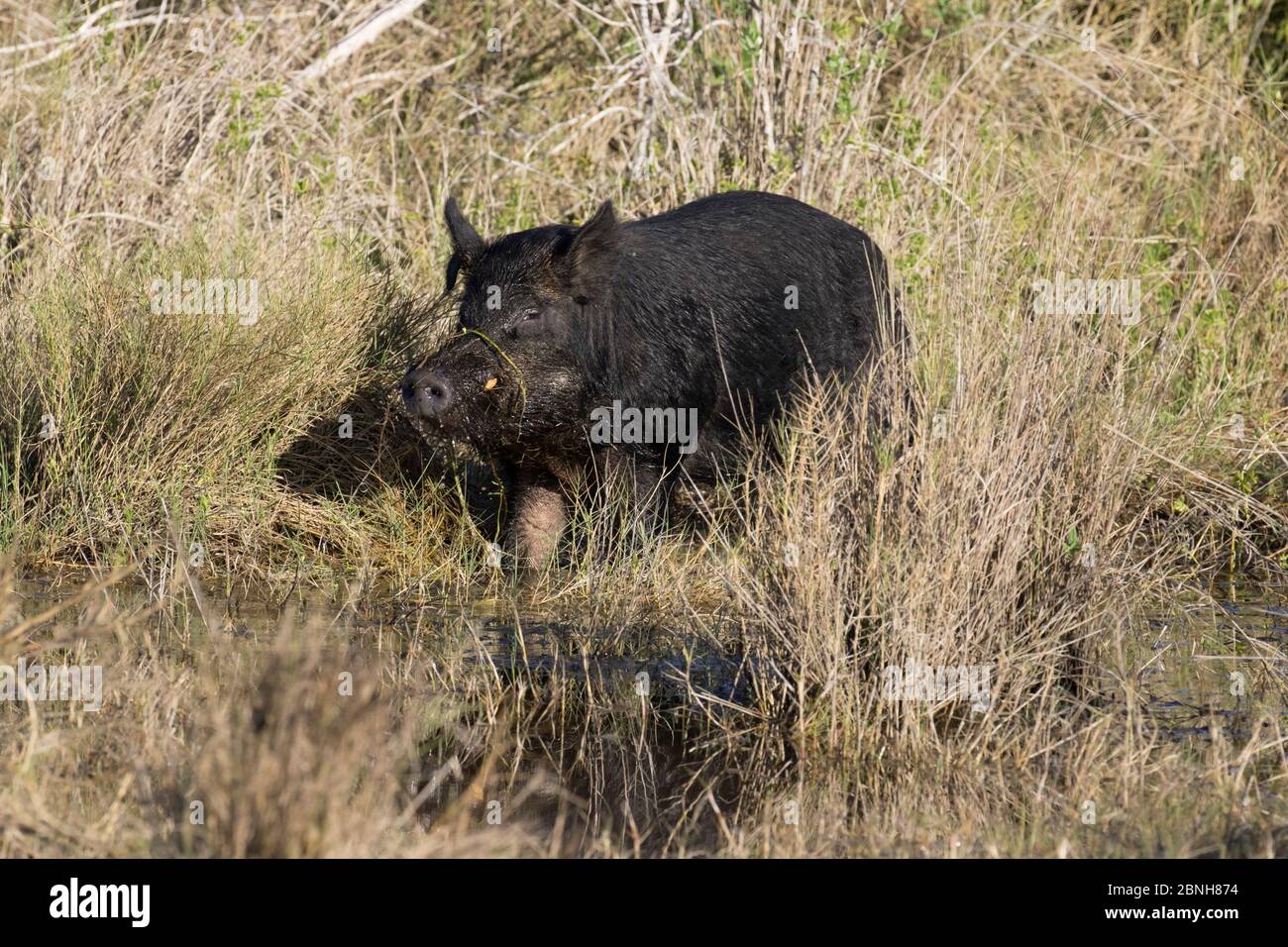 Florida wild pig hi-res stock photography and images - Alamy