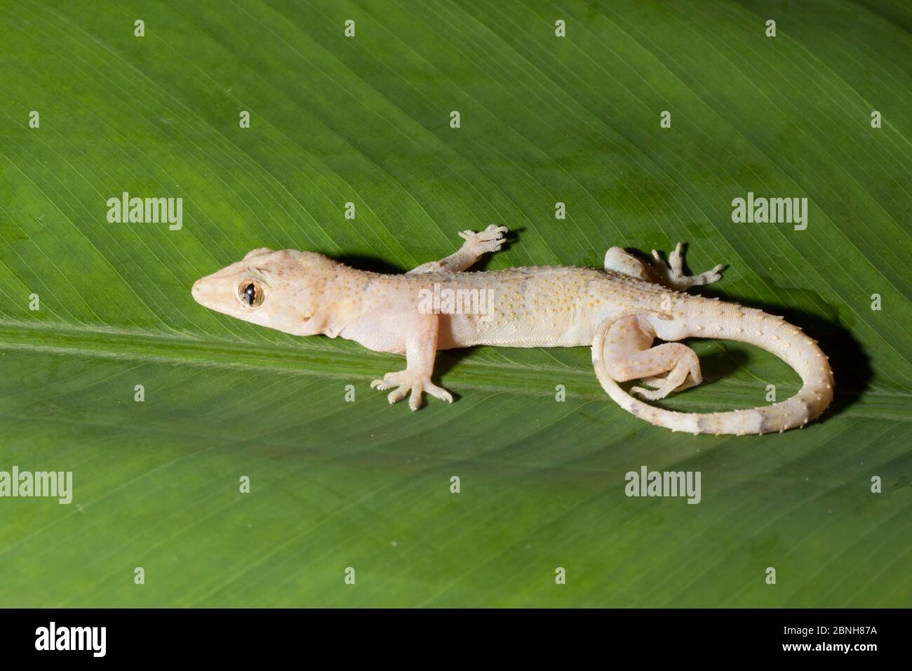 House gecko (Hemidactylus mabouia) introduced species, Florida, USA ...