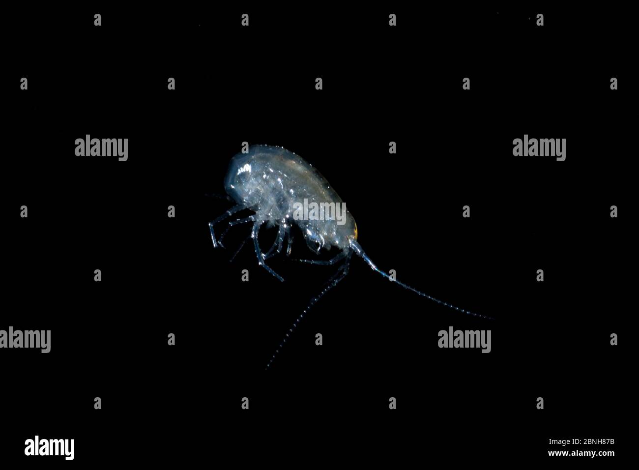 Newly discovered species hi-res stock photography and images - Alamy