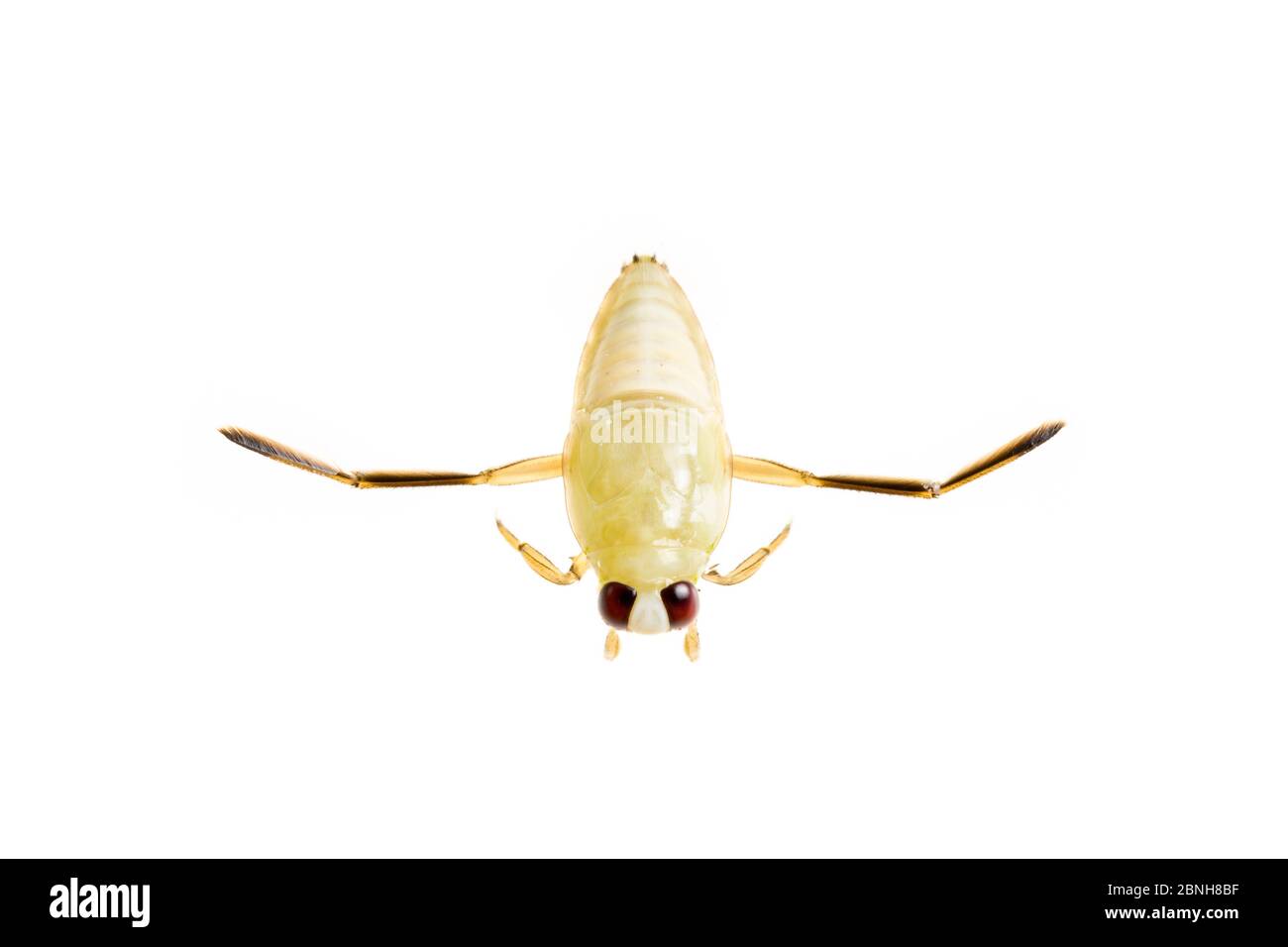 Common backswimmer (Notonecta glauca) in water, Maine-et-Loire, France ...