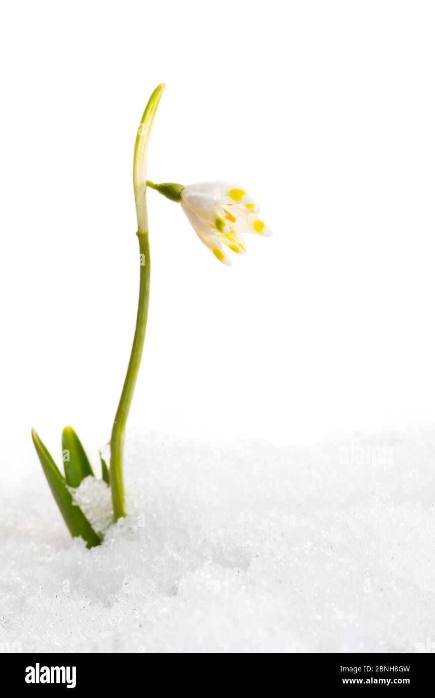 Spring snowflake (Leucojum vernum) in snow, Ain, France, February ...
